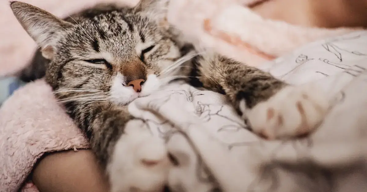 Health Benefits Of Having A Cat: Your Best Guide For 2025